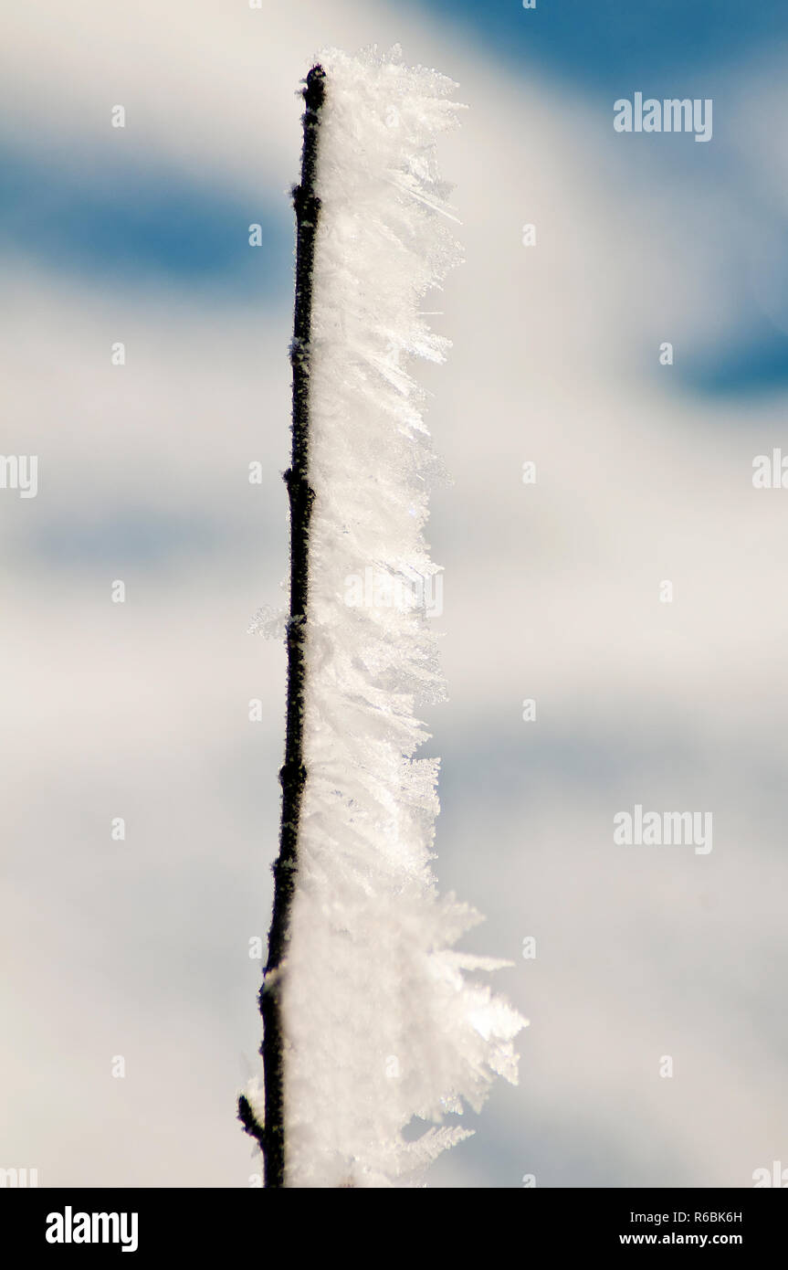 Ice on the branch hi-res stock photography and images - Alamy