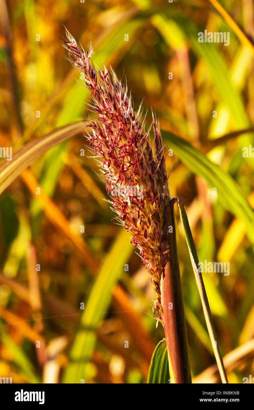 Switchgrass field hi-res stock photography and images - Alamy