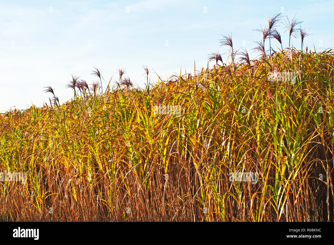 Switch Grass With Flower Stock Photo - Alamy