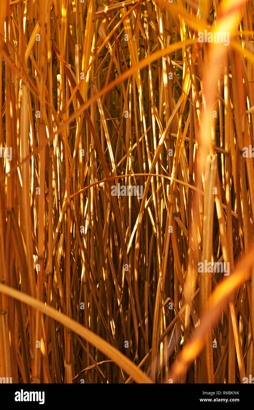 Switchgrass field hi-res stock photography and images - Alamy