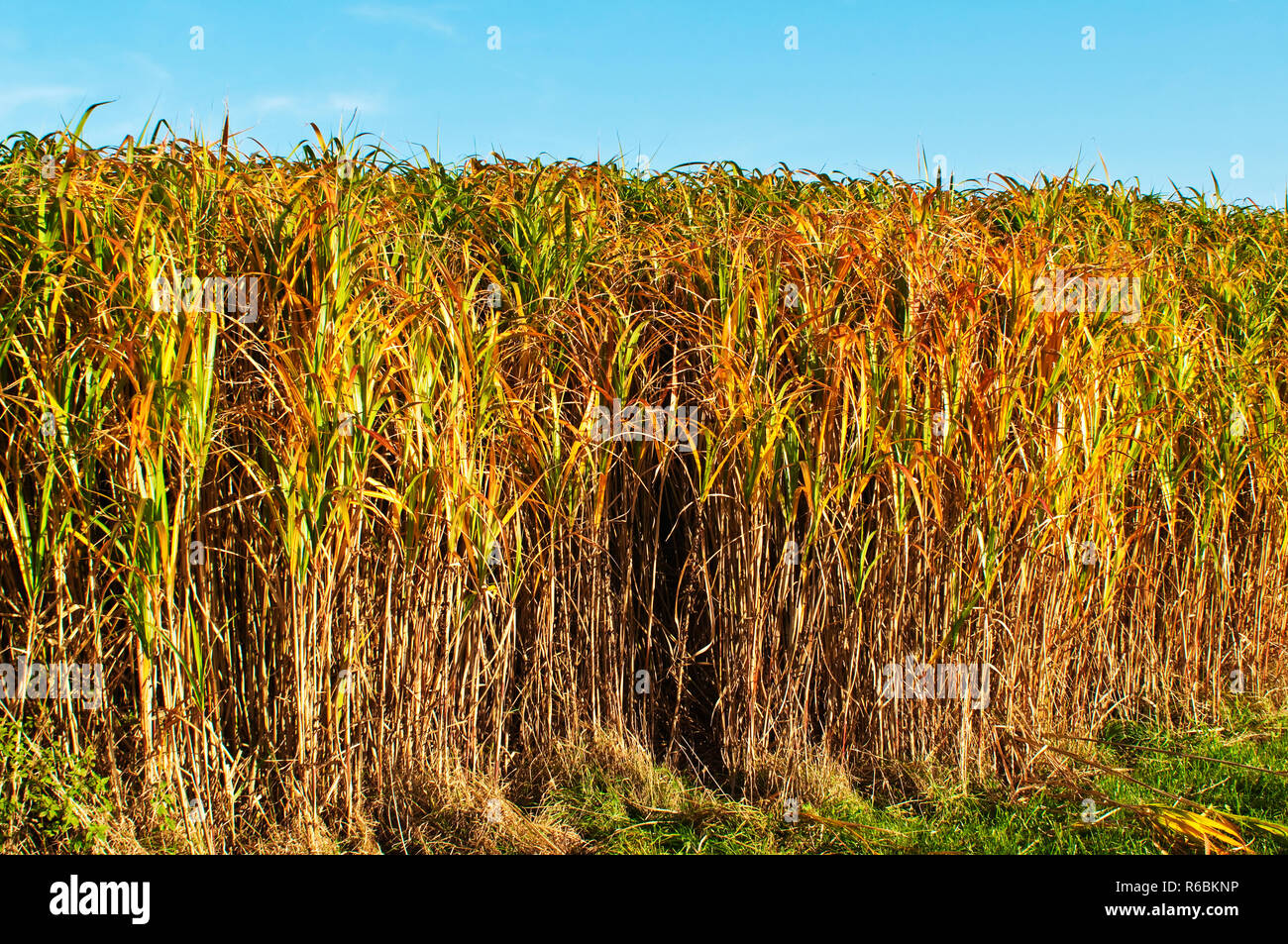 Switchgrass field hi-res stock photography and images - Alamy