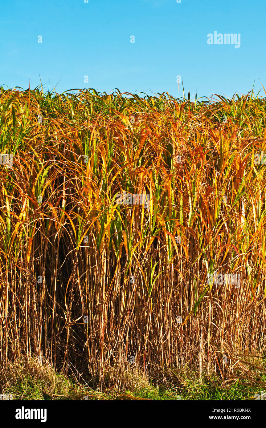 Switchgrass field hi-res stock photography and images - Alamy