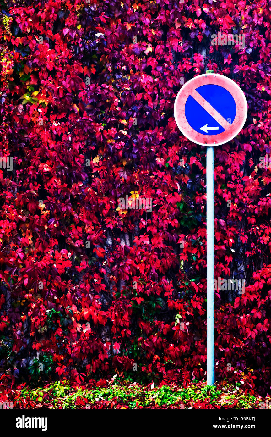 Traffic Sign With Autumnal Colored Leaves Stock Photo - Alamy