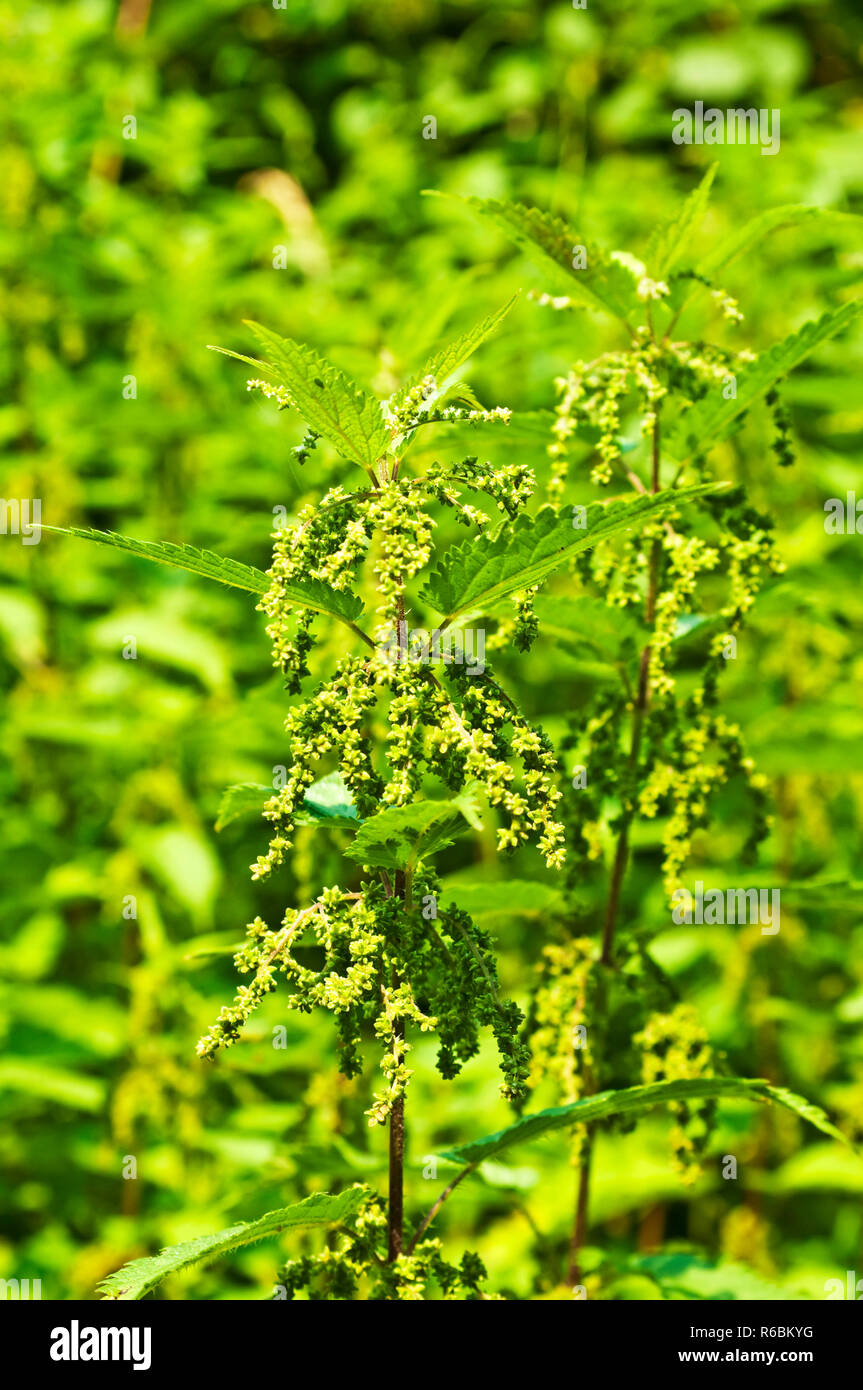 Common nettle seeds hi-res stock photography and images - Alamy