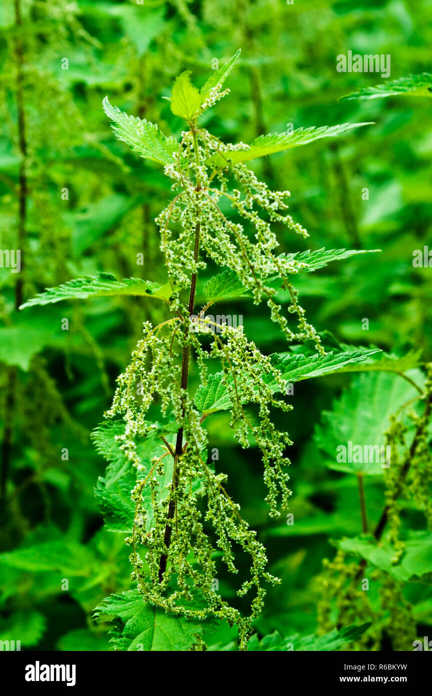 Stinging nettle spinach hi-res stock photography and images - Alamy