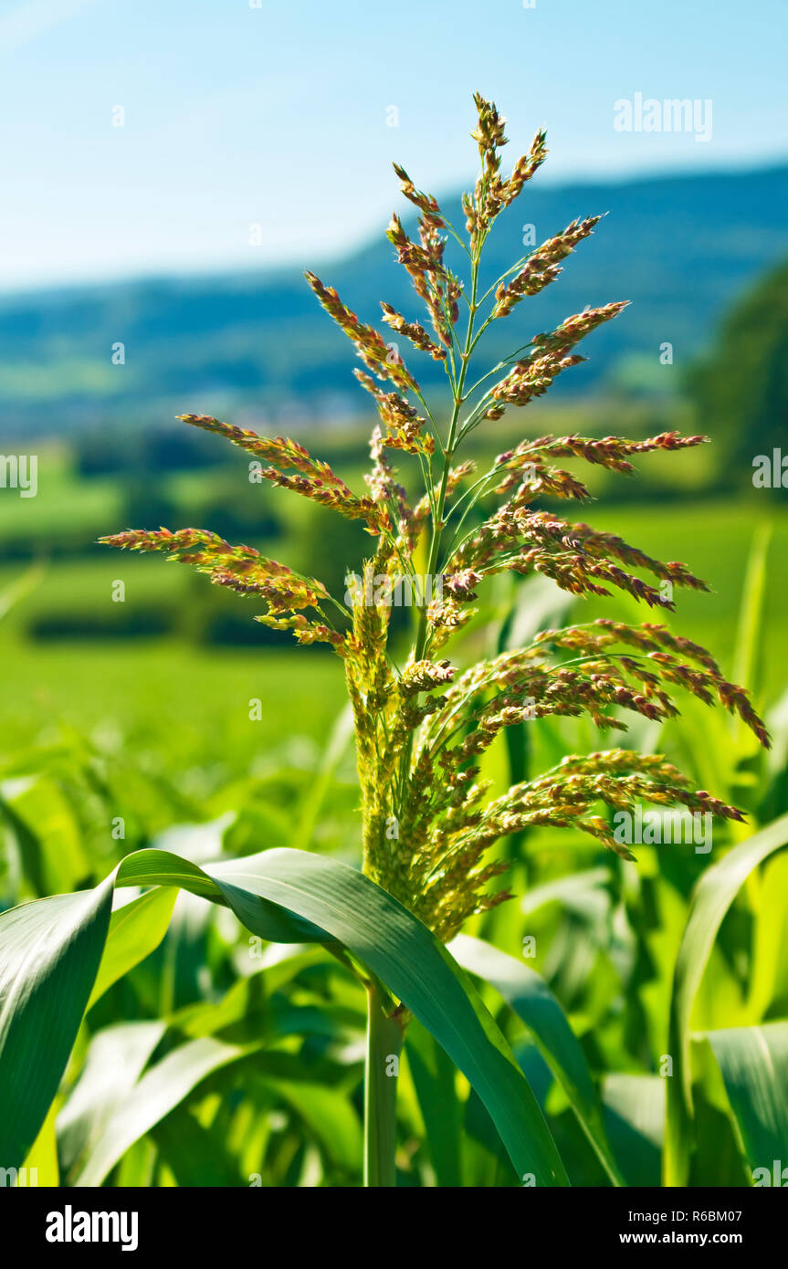 Sudan Grass, Sorghum Sudanense Energy Plant For Gas Stock Photo - Alamy