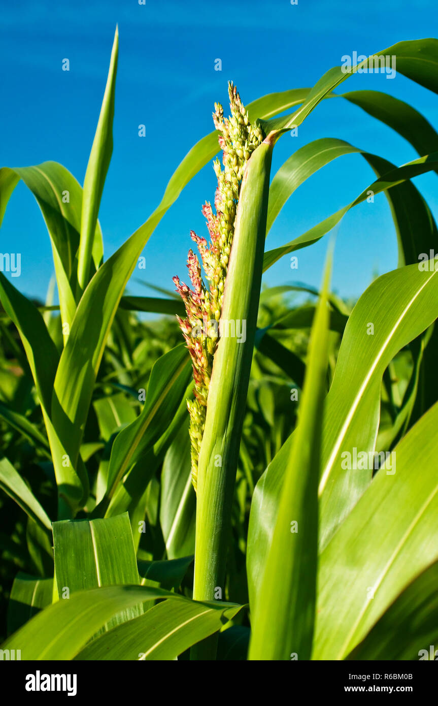 Sorghum sudan hi-res stock photography and images - Alamy