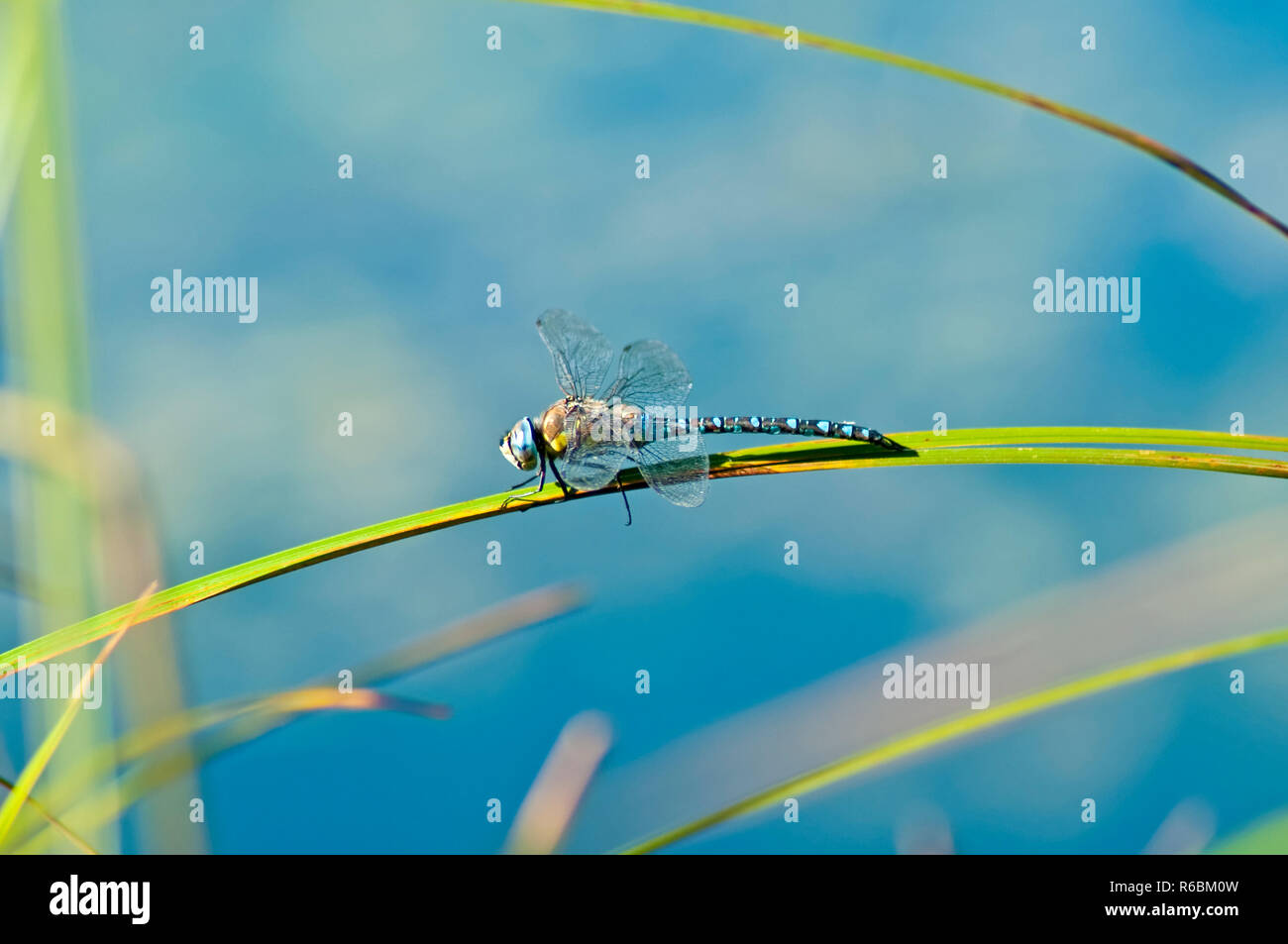 Emperor Dragonfly, Anax Imperator Stock Photo - Alamy