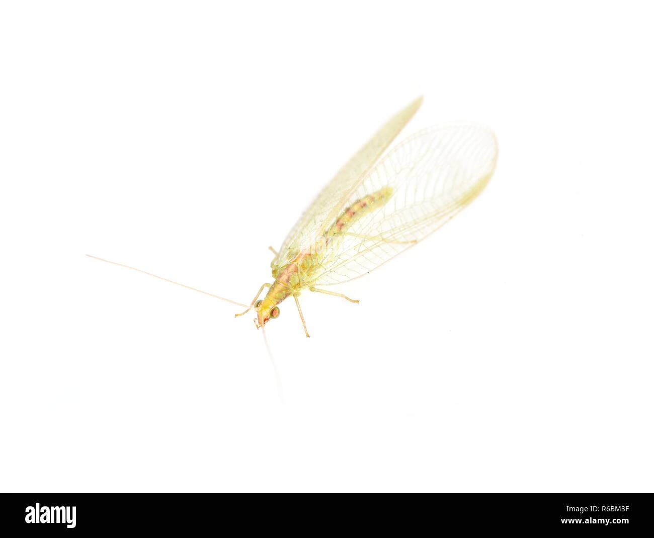 Common green lacewing Chrysoperla carnea on white background Stock ...