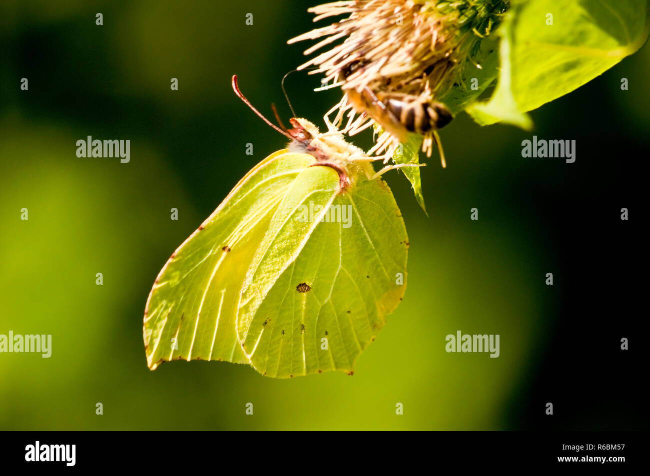 Vibrant yellow brimstone butterfly hi-res stock photography and images ...