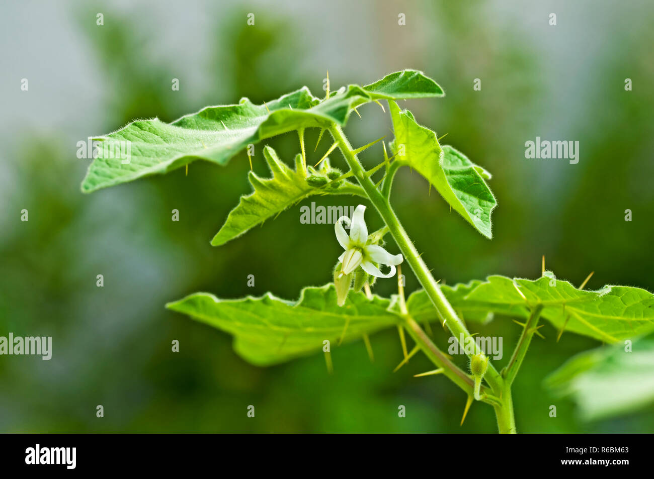 Kantakari,Medicine Herb Of Indian Ayurveda Medicine Stock Photo - Alamy