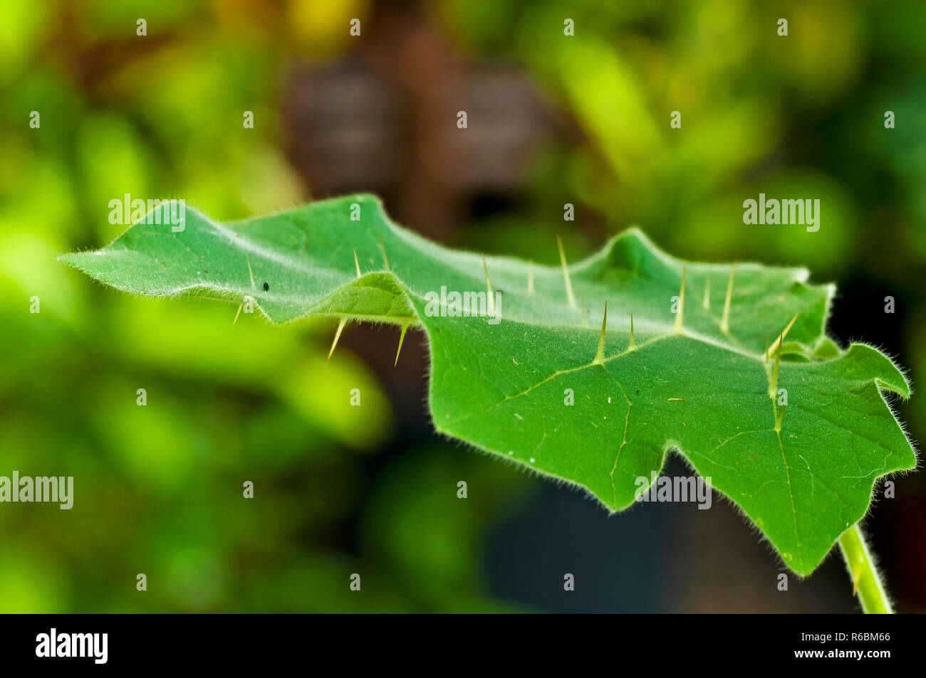 Kantakari hi-res stock photography and images - Alamy