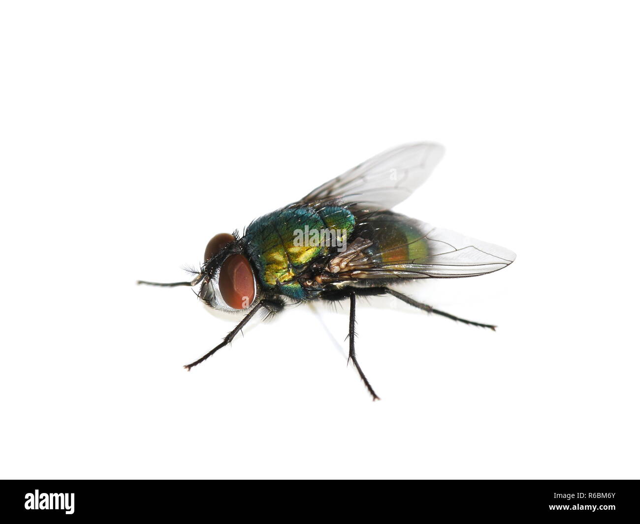 Lucilia Fly