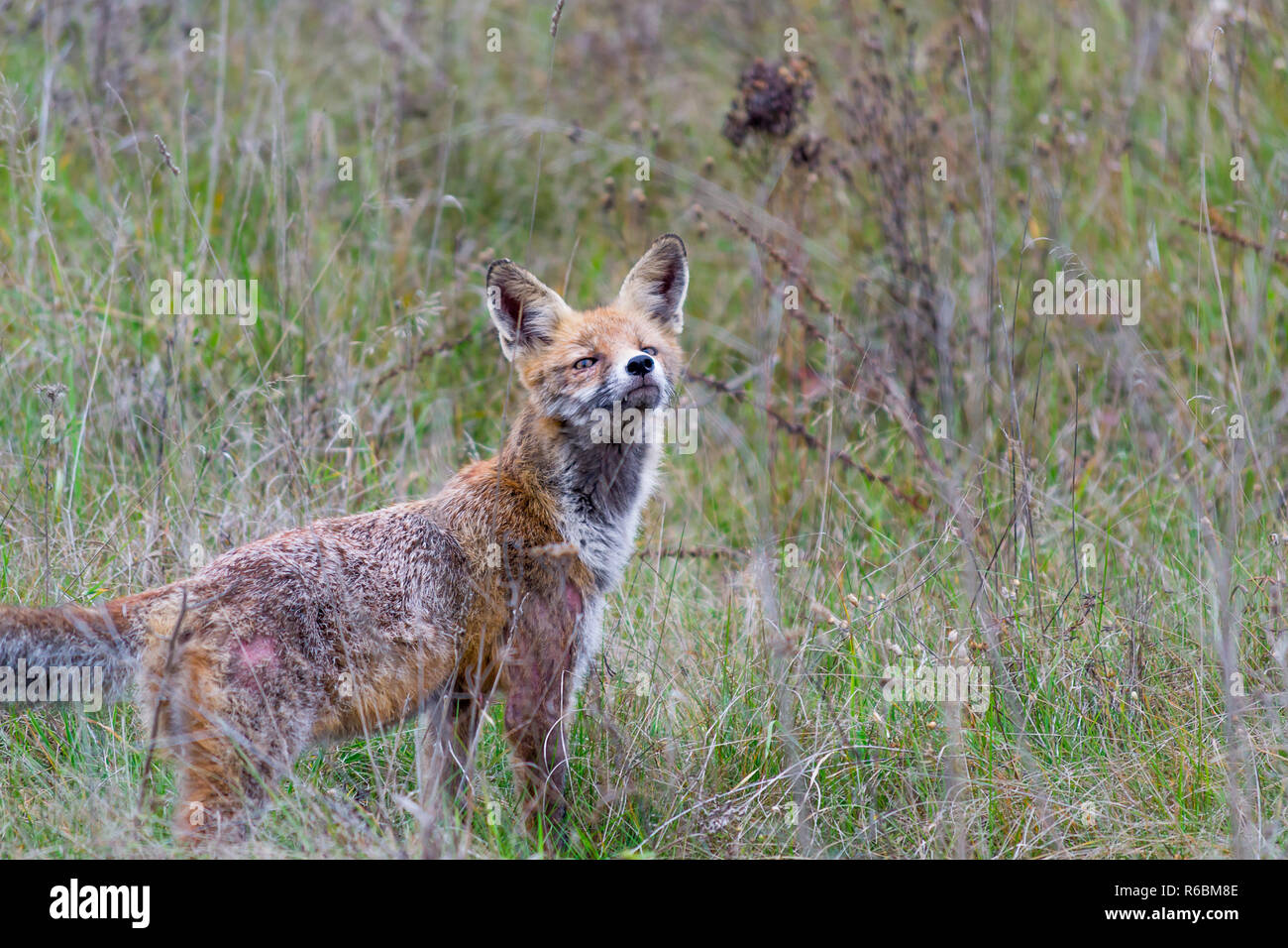 Smelling Fox High Resolution Stock Photography and Images - Alamy