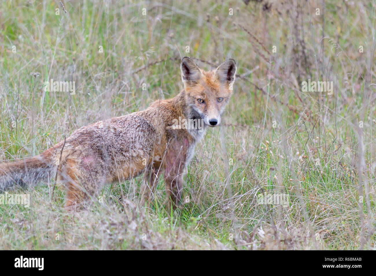 Beautiful red fox looking to the camera Stock Photo - Alamy