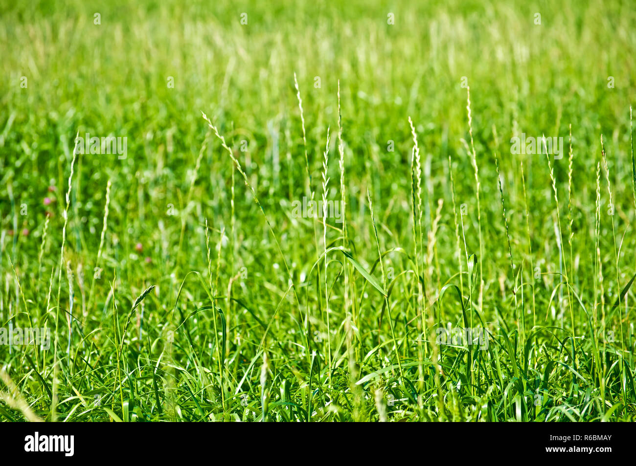 The Renewable Resource Tall Wheatgrass, Energy Grass Stock Photo - Alamy