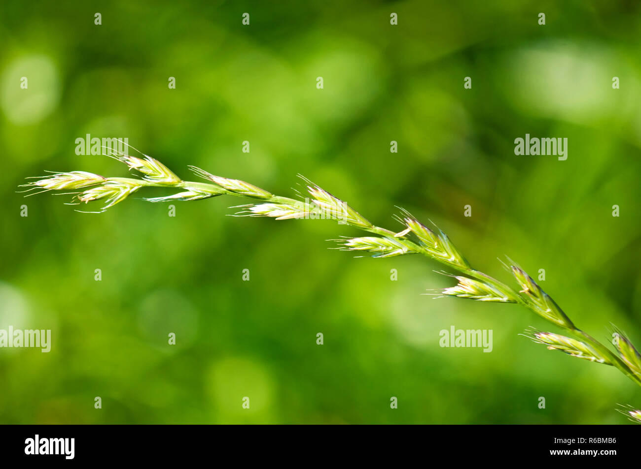The Renewable Resource Tall Wheatgrass, Energy Grass Stock Photo - Alamy