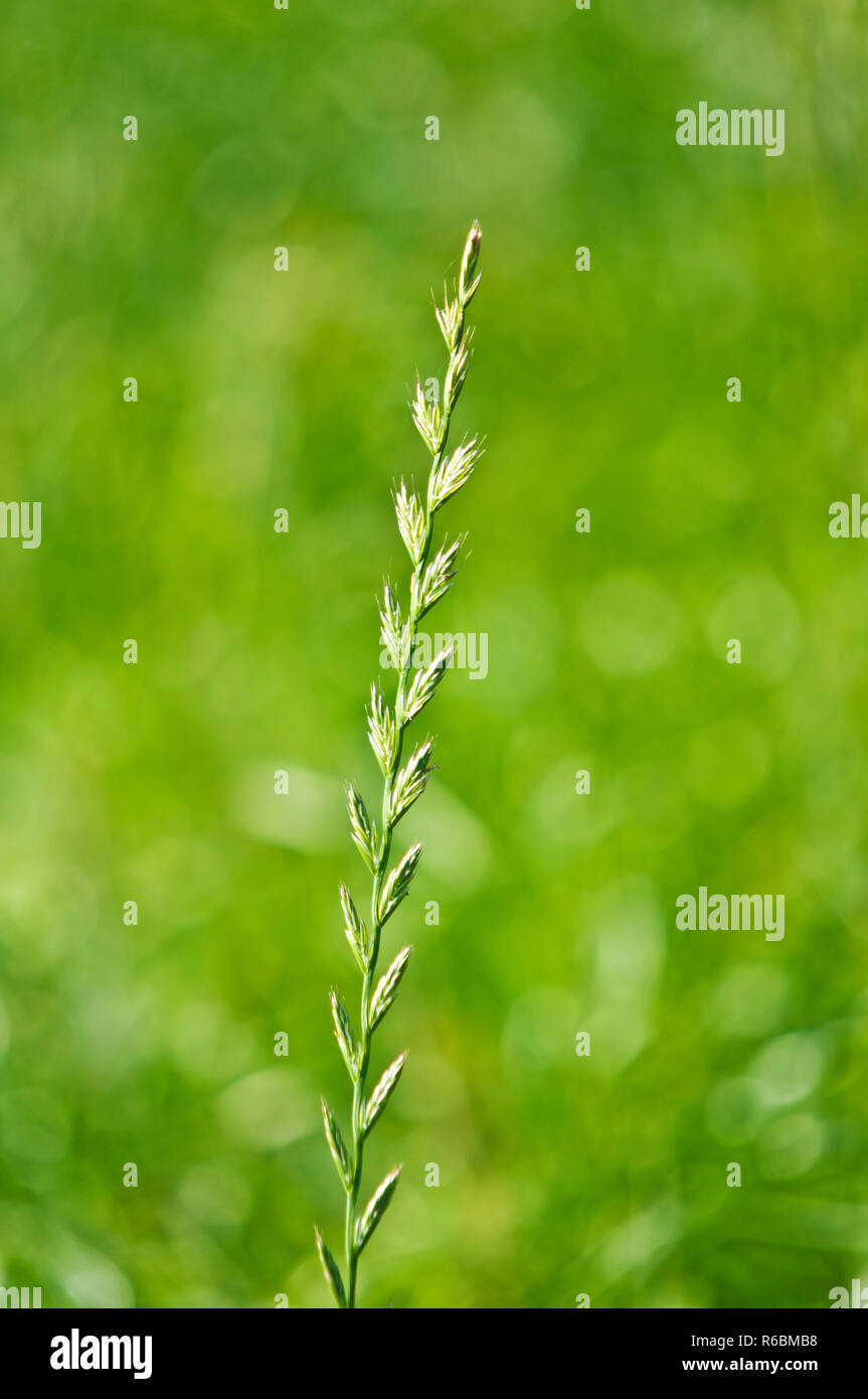 The Renewable Resource Tall Wheatgrass, Energy Grass Stock Photo - Alamy