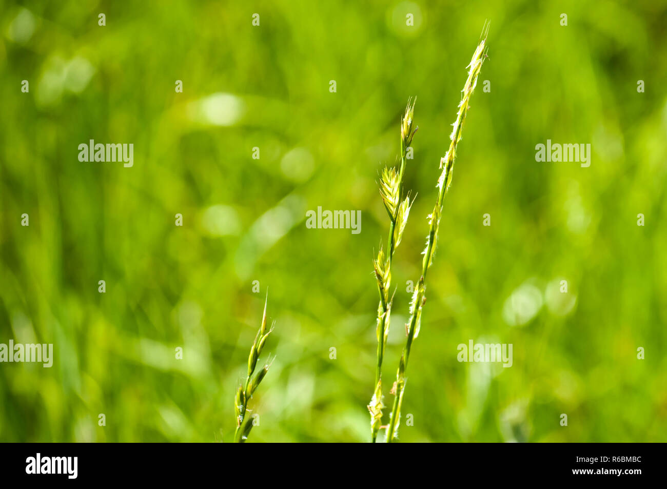 The Renewable Resource Tall Wheatgrass, Energy Grass Stock Photo - Alamy