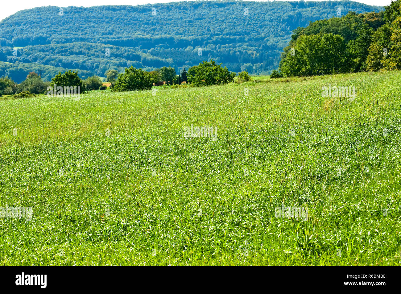 The Renewable Resource Tall Wheatgrass, Energy Grass Stock Photo - Alamy