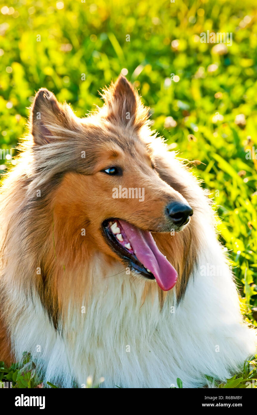 American Truebred Collie Dog Stock Photo - Alamy