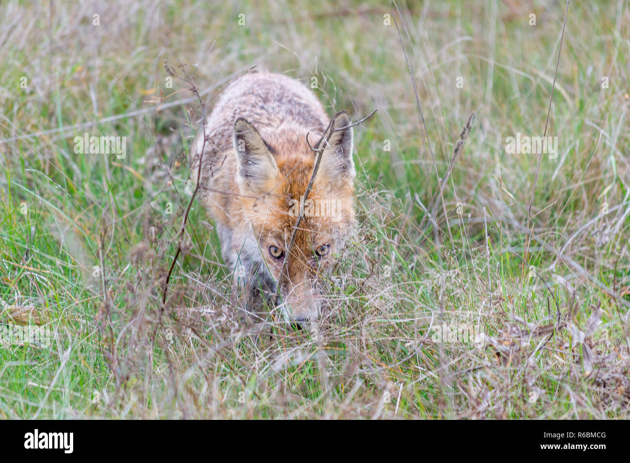Looking Dodgy High Resolution Stock Photography and Images - Alamy