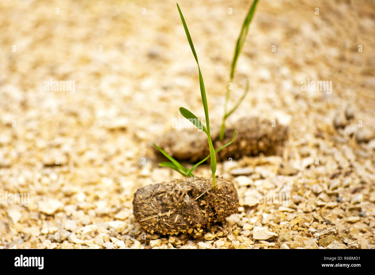 Dung With Seedling Stock Photo - Alamy