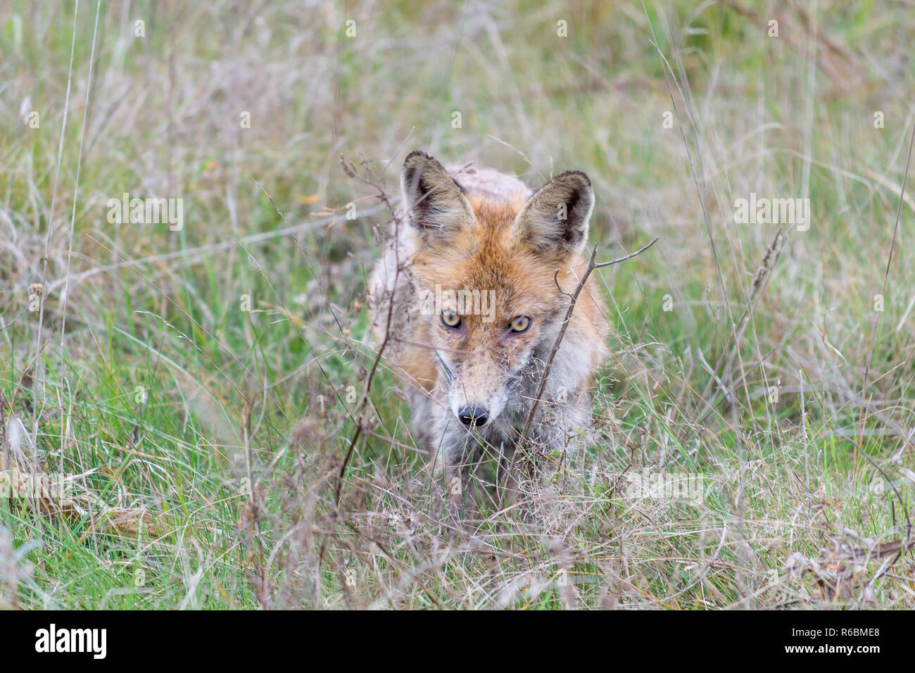 Red fox beautiful animal hi-res stock photography and images - Alamy