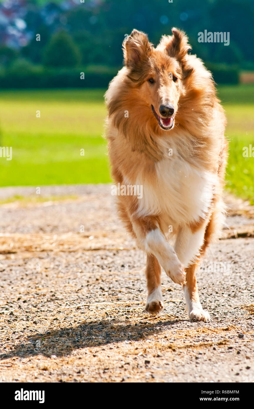 Male collie dog true bred hi-res stock photography and images - Alamy