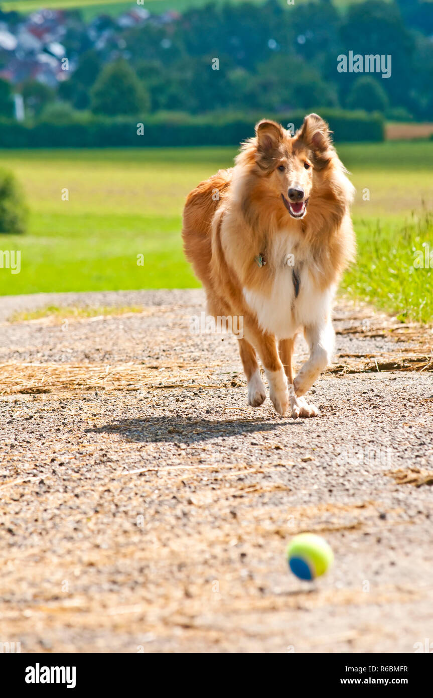 Male collie dog true bred hi-res stock photography and images - Alamy