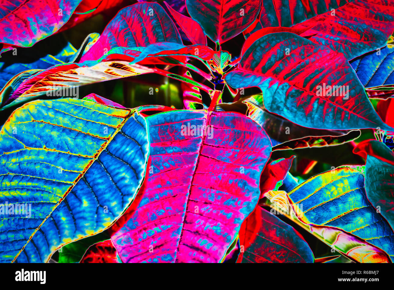 Abstract background made with poinsettia of saturated colors Stock ...