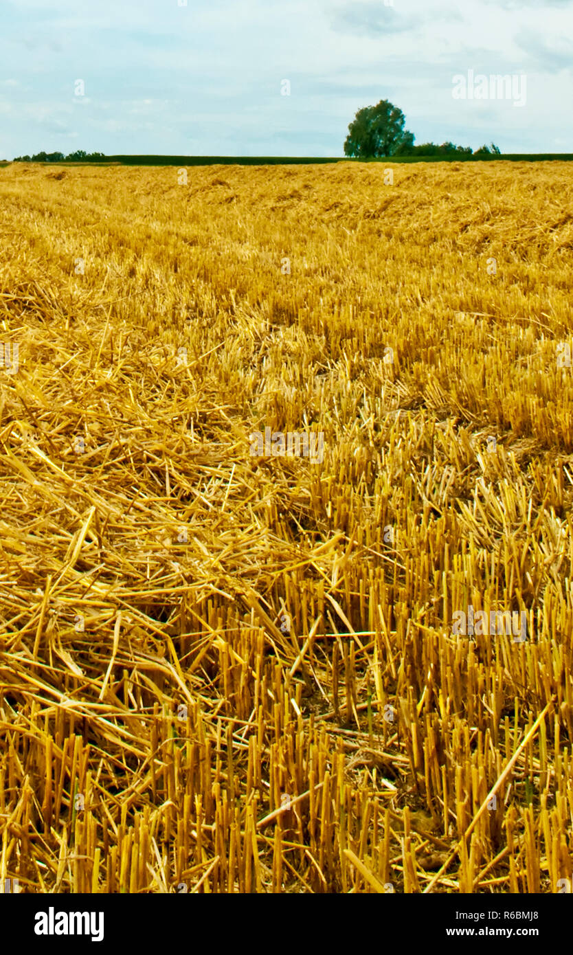 Stubble Field With Panoramic View Stock Photo - Alamy