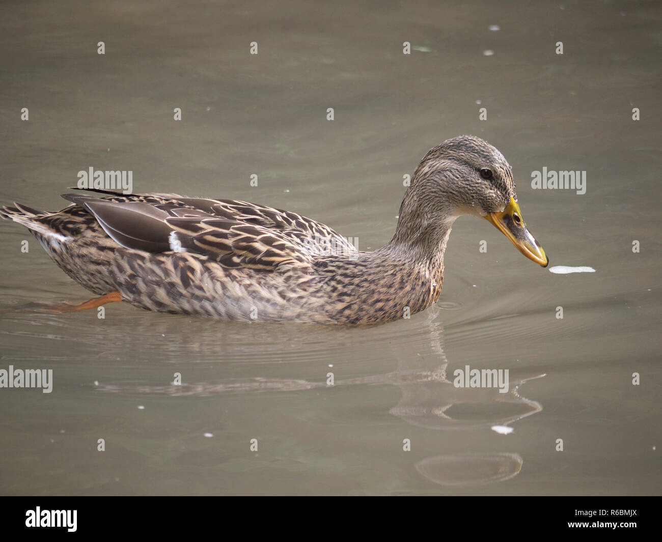 Female Mallard swimming on the river Lud, Hubbards Hills, Louth ...