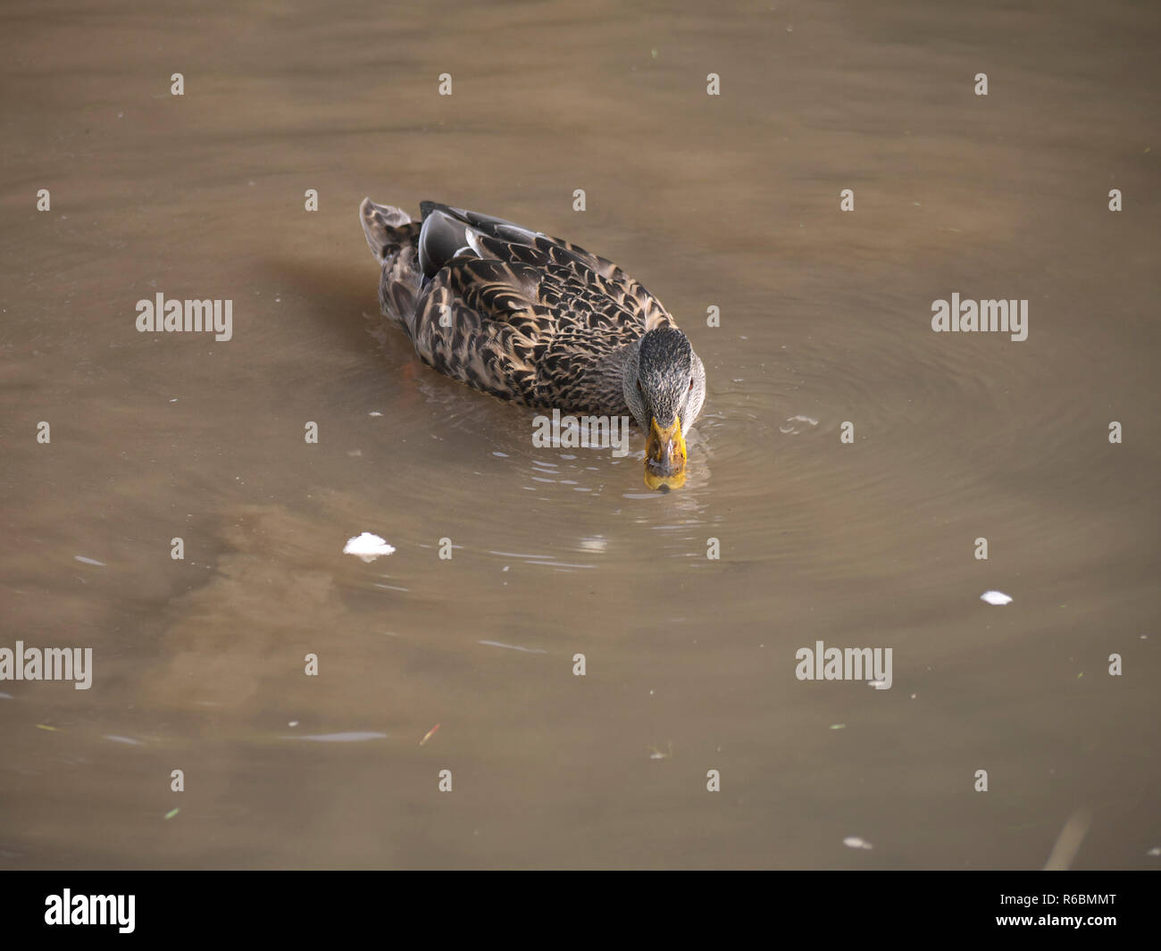Female Mallard d swimming on the river Lud, Hubbards Hills, Louth ...