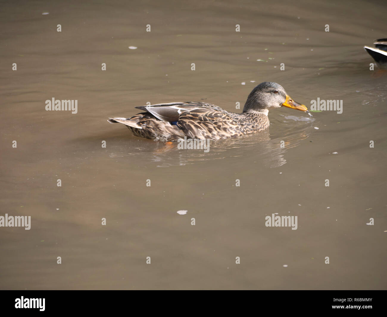 Female Mallard swimming on the river Lud, Hubbards Hills, Louth ...