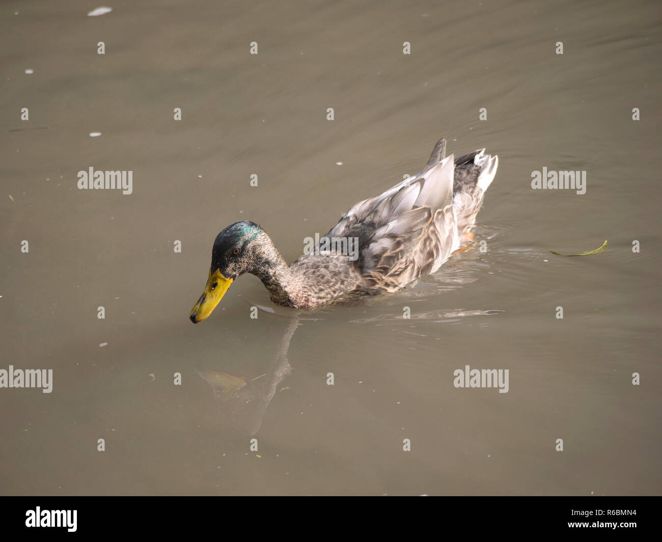 Female Mallard swimming on the river Lud, Hubbards Hills, Louth ...