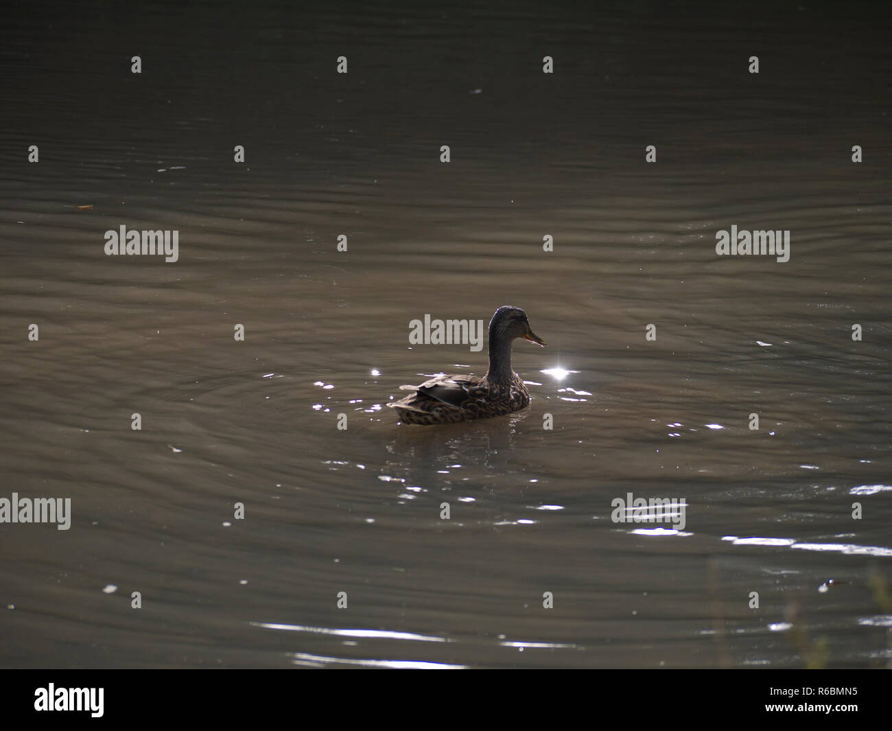 Female Mallard swimming on the river Lud, Hubbards Hills, Louth ...