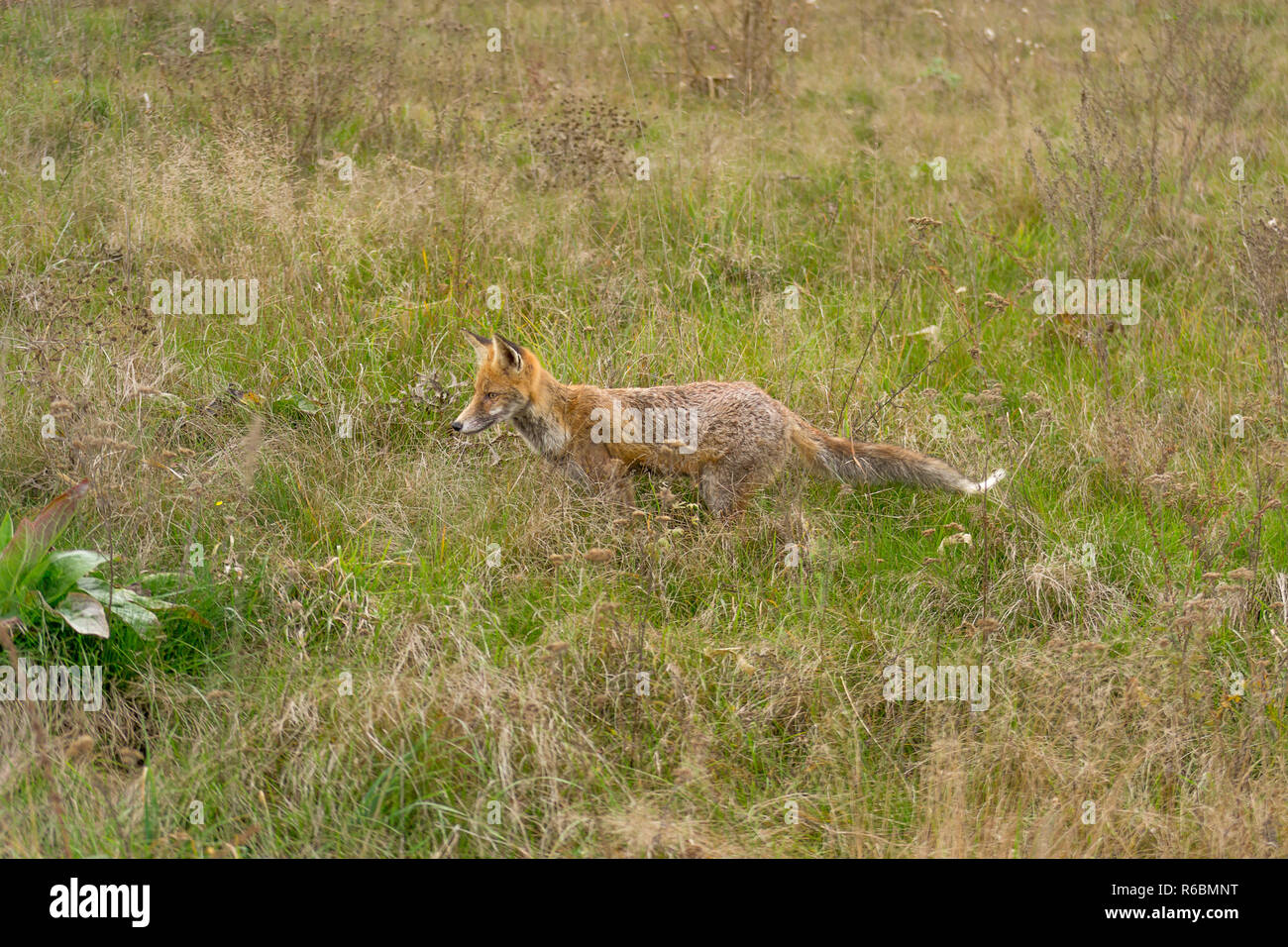 red fox looking for prey through grass. Rodents hunting. Romanian land ...