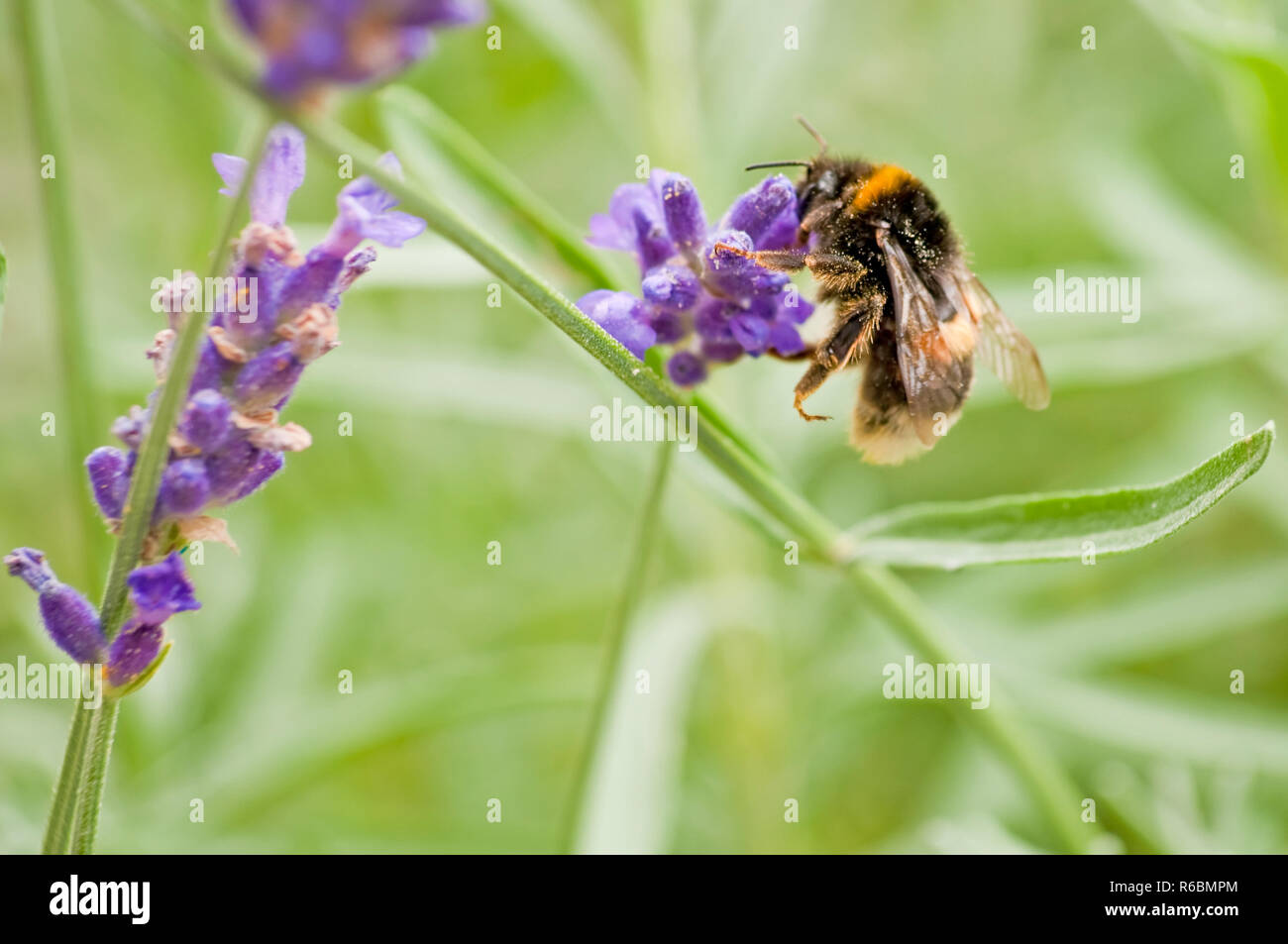 Humble-Bee On Lavender Stock Photo - Alamy