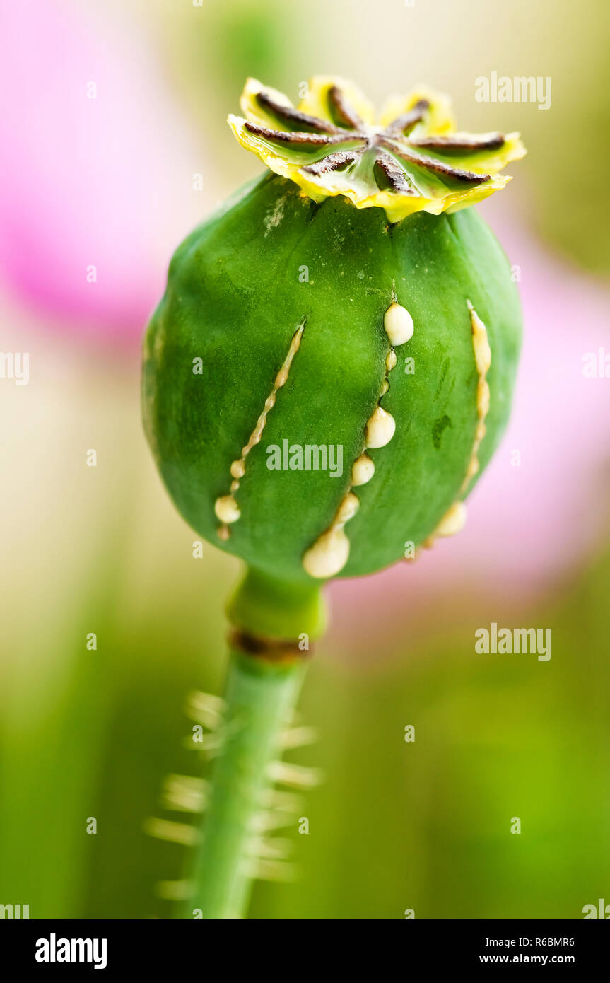 Poppy head milk hi-res stock photography and images - Alamy