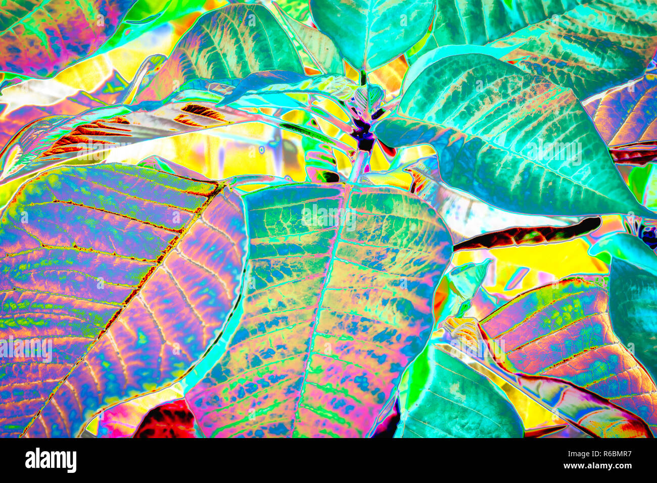 Abstract background made with poinsettia of altered colors Stock Photo ...