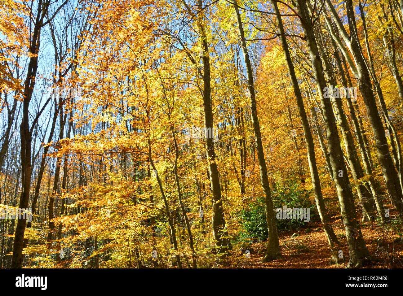 Grande albero hi-res stock photography and images - Alamy