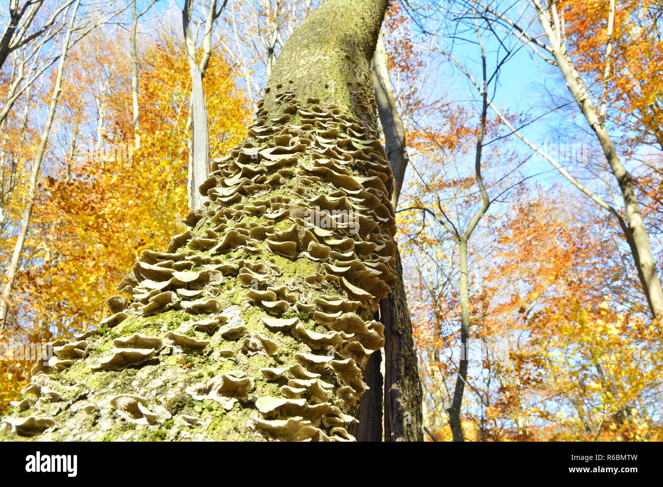 Bosque verde hi-res stock photography and images - Alamy