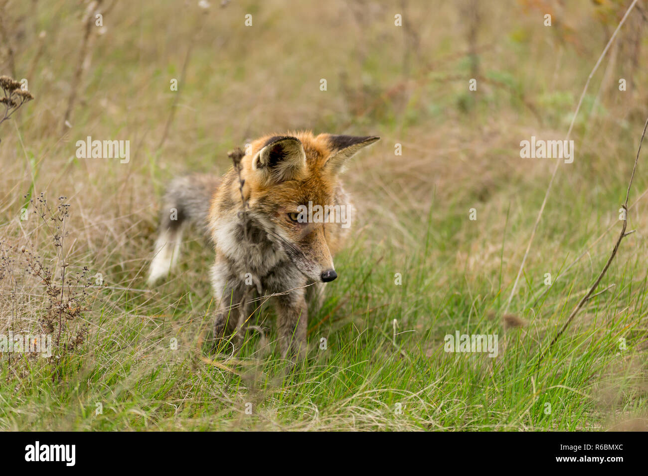 red fox looking for prey through grass. Rodents hunting. Romanian land ...