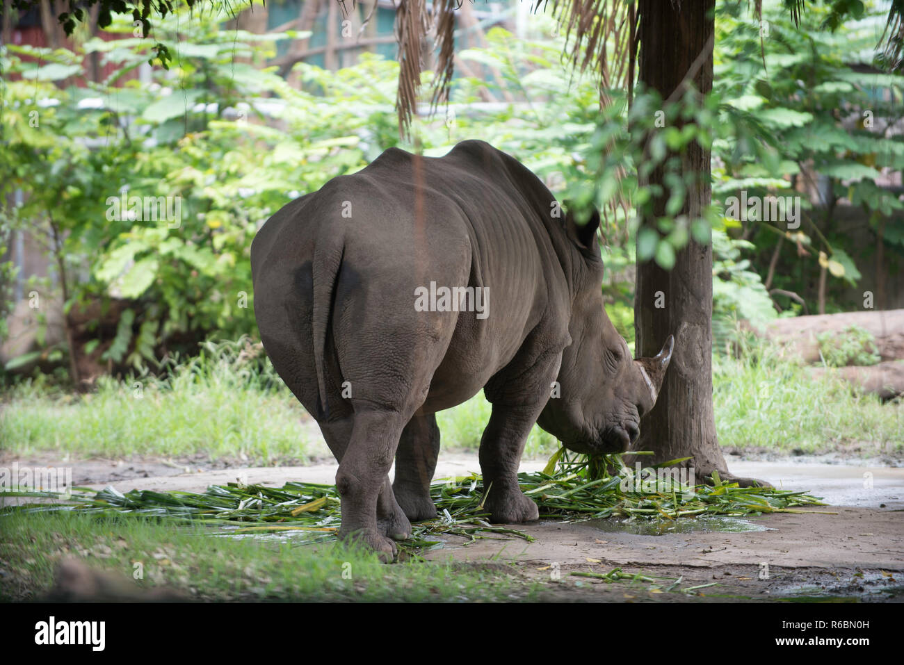 Pictures of jungle animals hi-res stock photography and images - Alamy