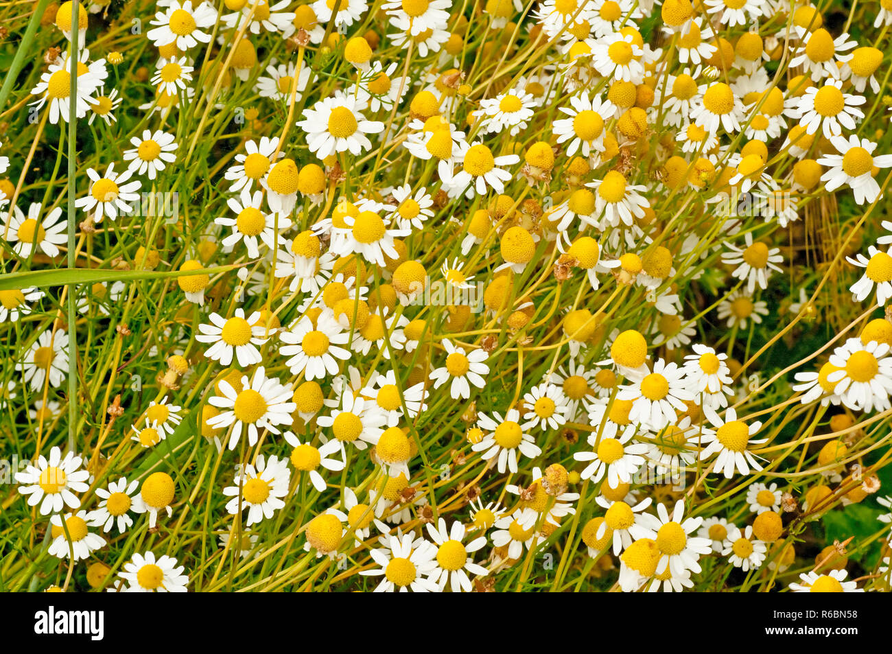 Wild chamomille hi-res stock photography and images - Alamy