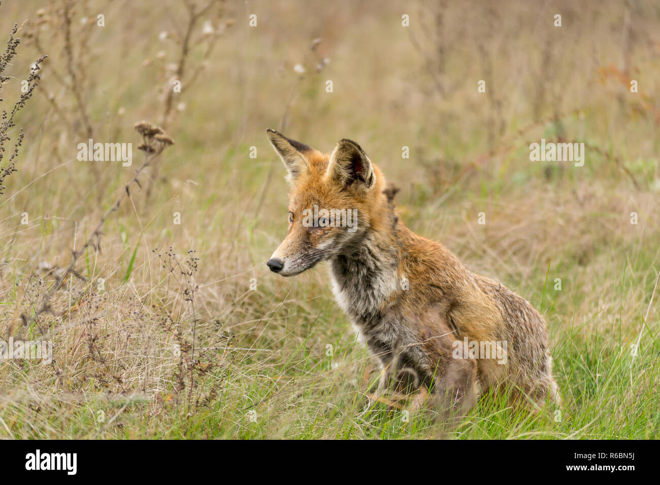 Red fox hunting prey hi-res stock photography and images - Alamy