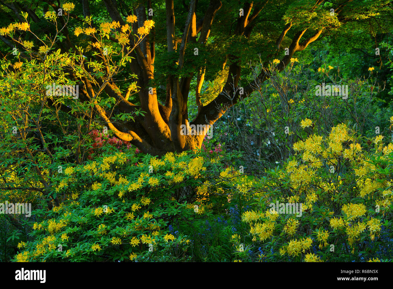 Beacon hill park rhododendrons rhododendron hi-res stock photography ...
