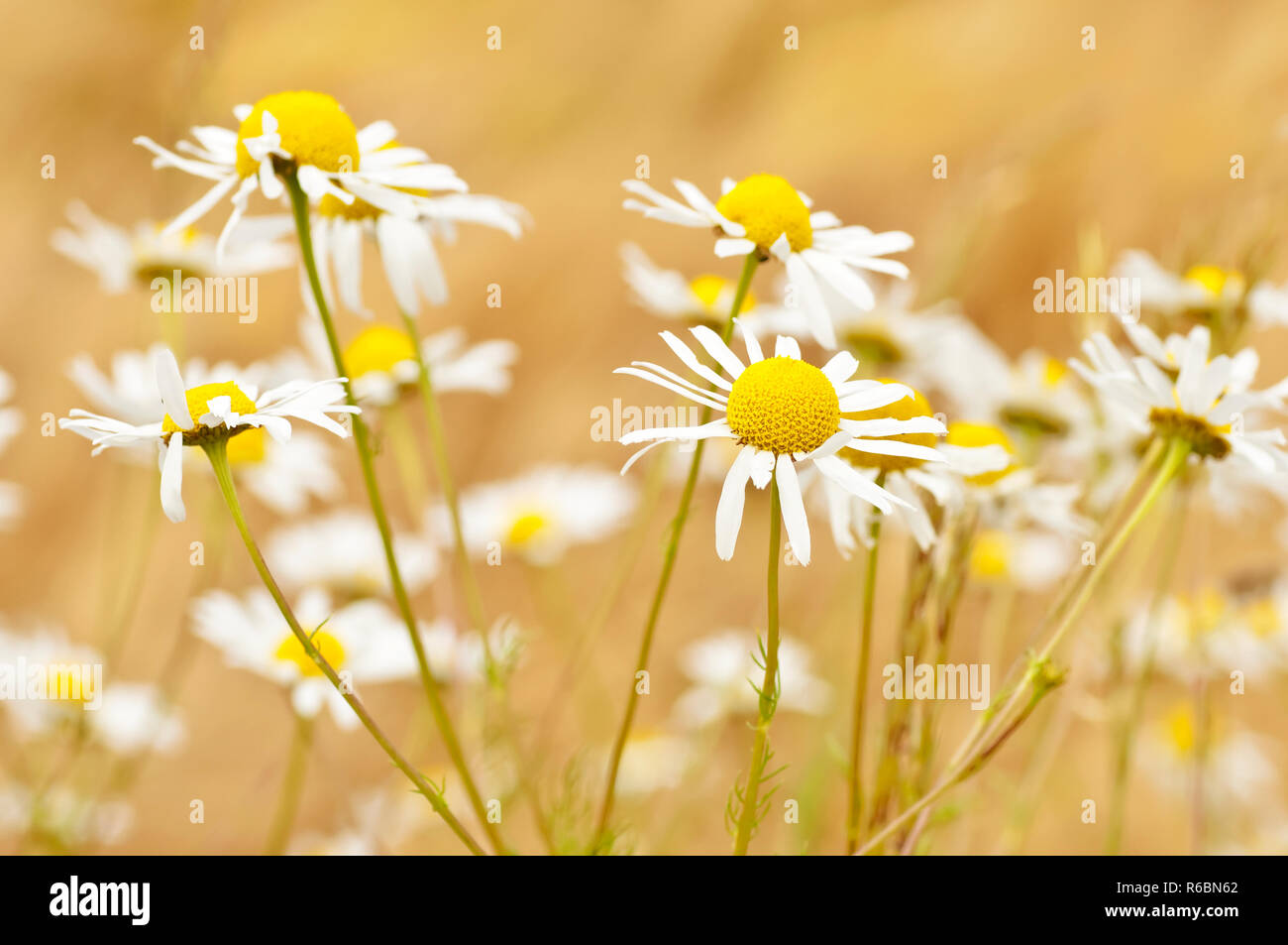 Yellow chamomille hi-res stock photography and images - Alamy