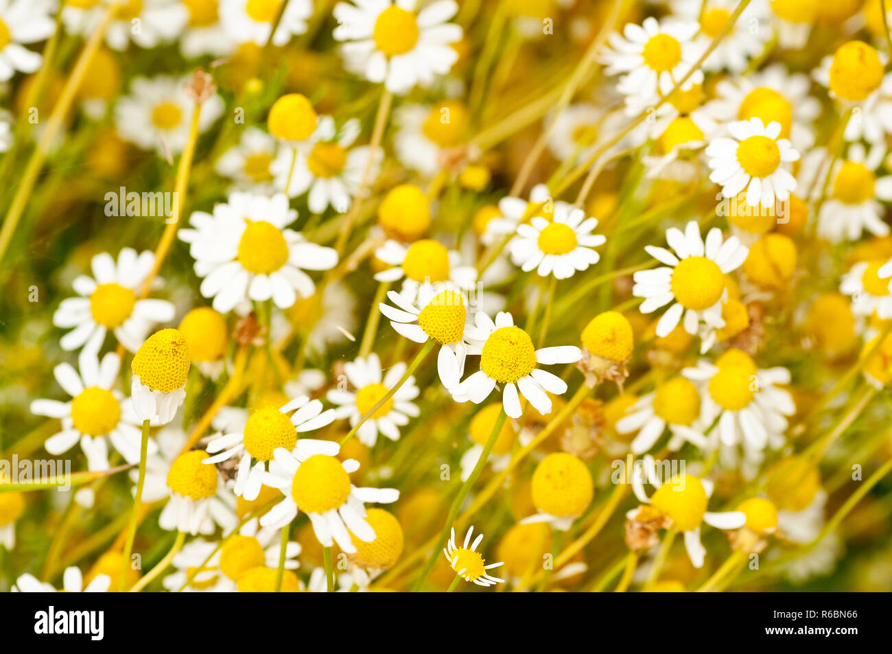 Yellow chamomille hi-res stock photography and images - Alamy